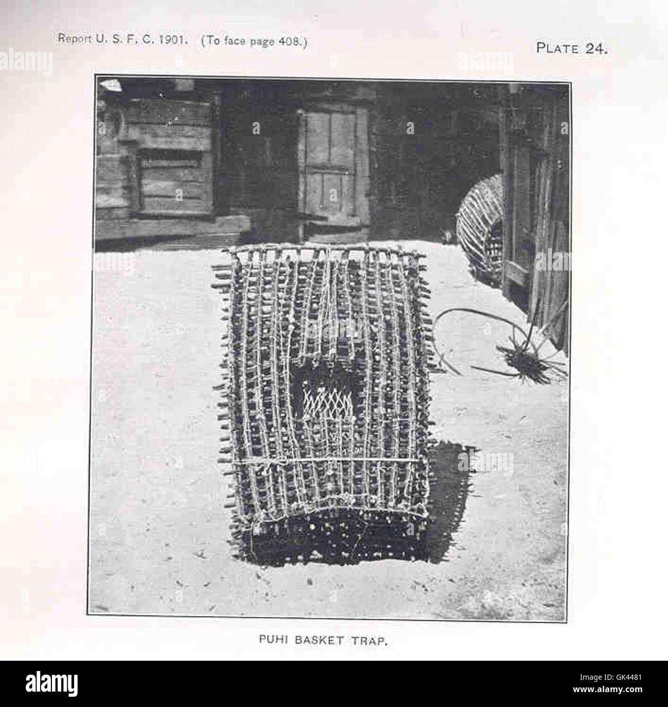 The Puhi basket trap is a traditional Hawaiian fishing tool used for ...