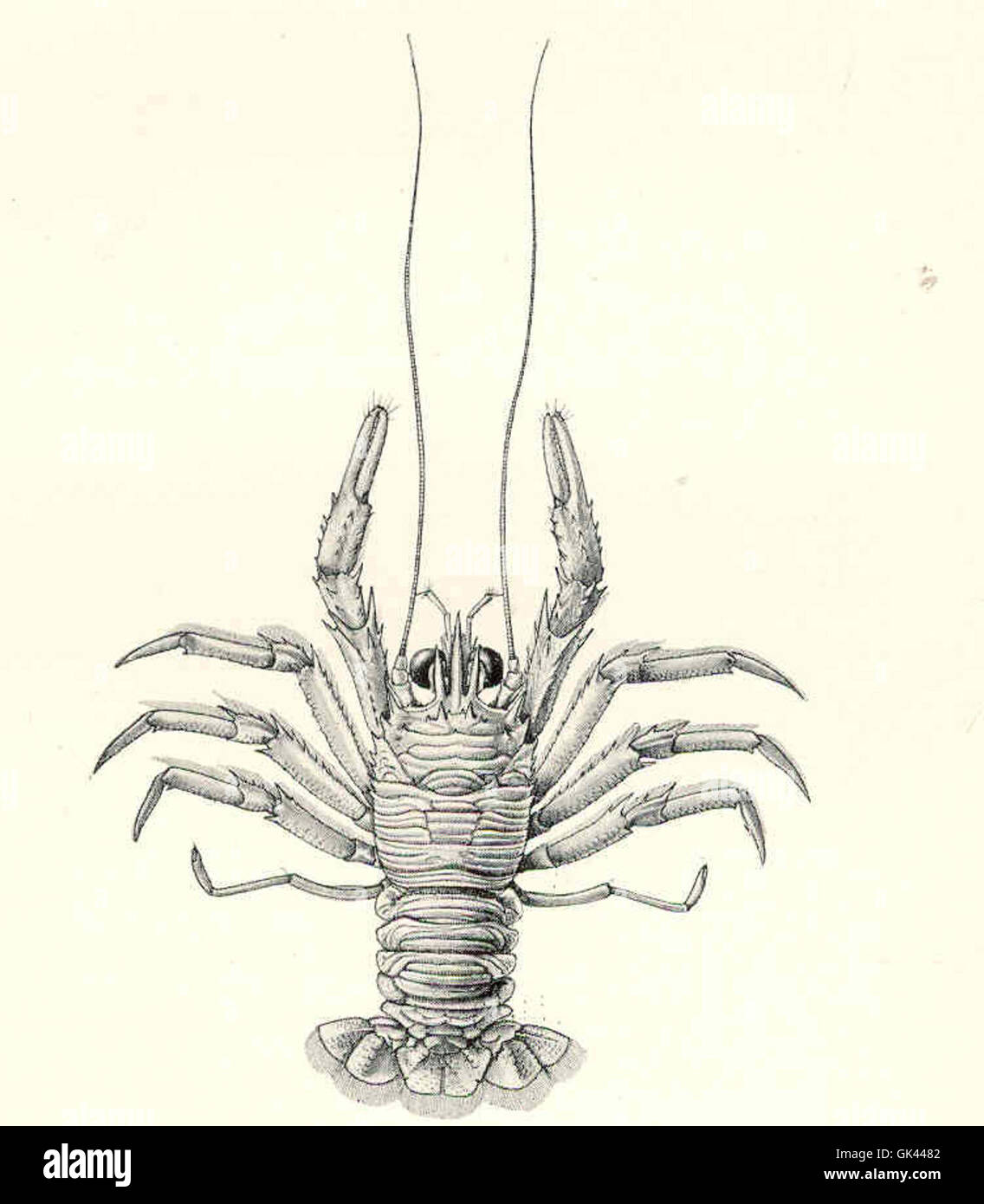 The large-eyed crustacea are species that inhabit the depths of the ...