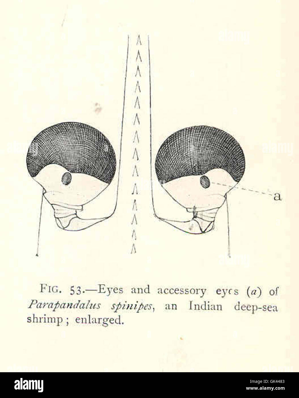 This deep-sea crustacean is characterized by its unusually large eyes ...