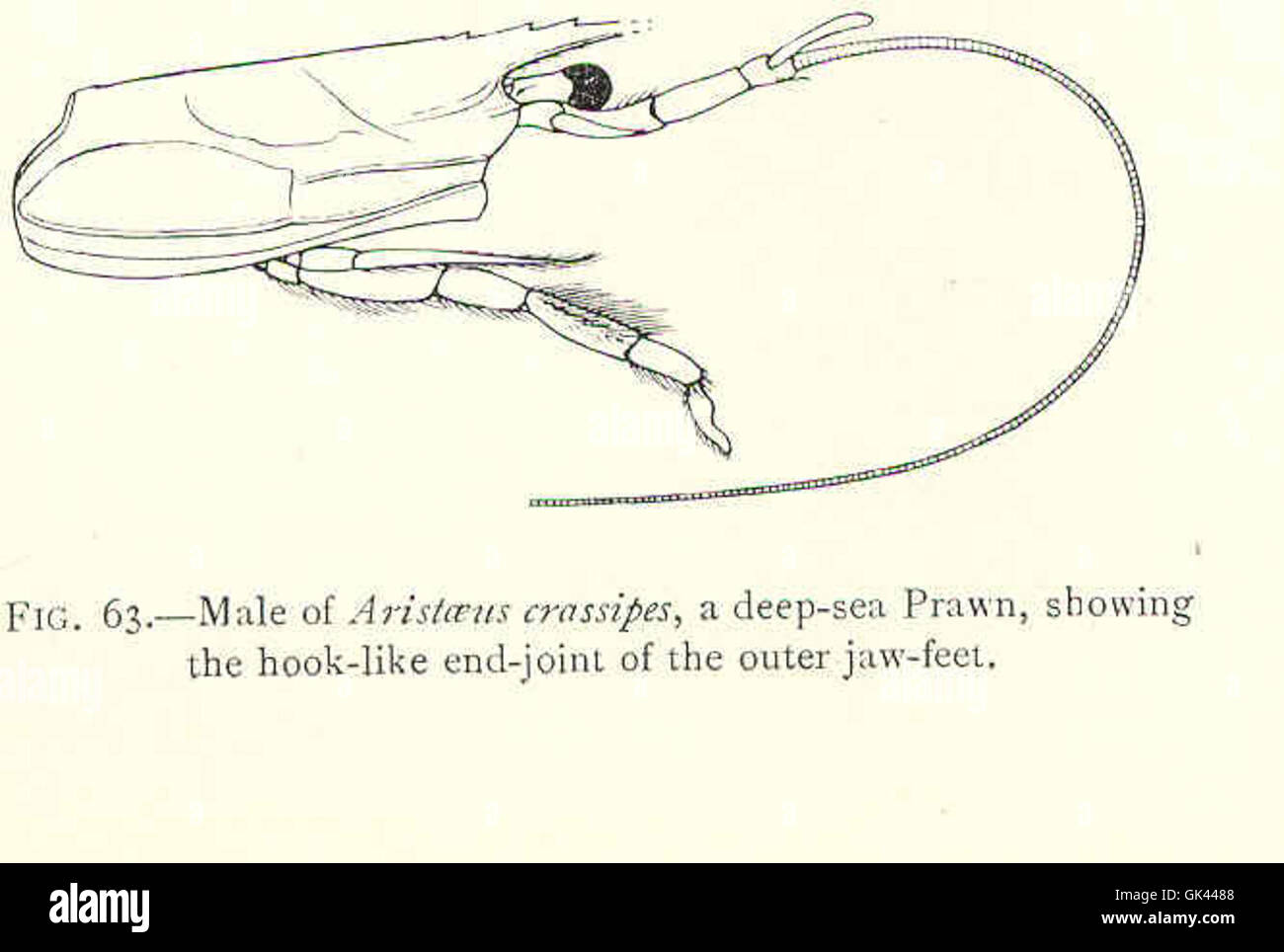 The beak and claw are features of deep-sea creatures, likely describing ...