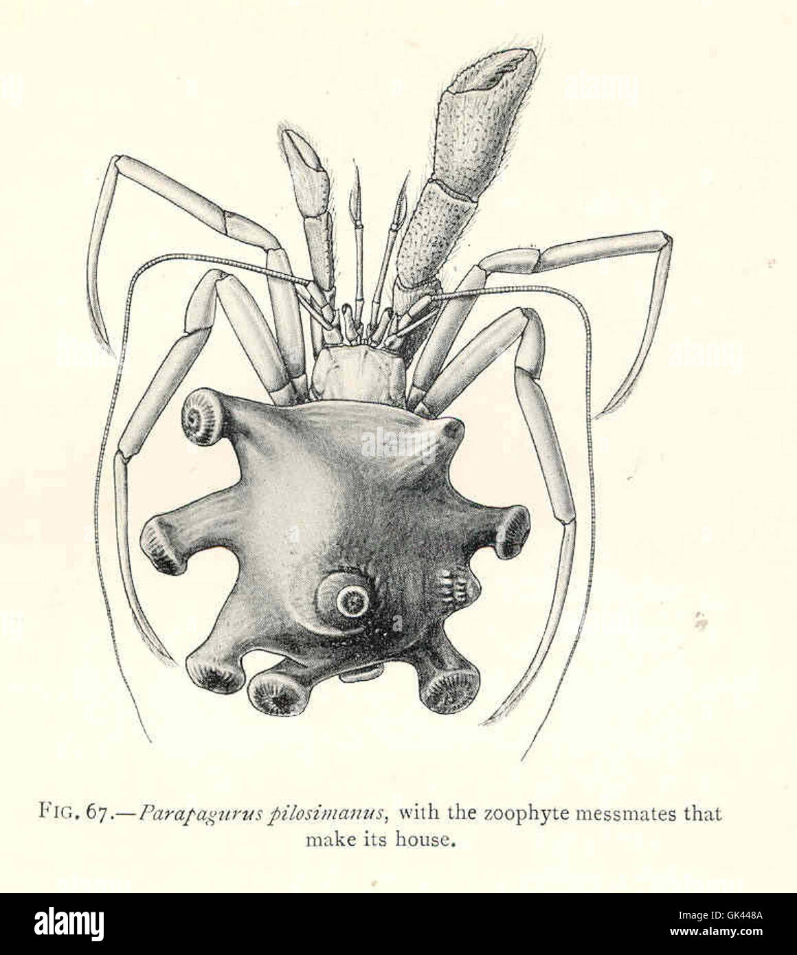 Various species of deep-sea crustaceans, known for their adaptations to ...