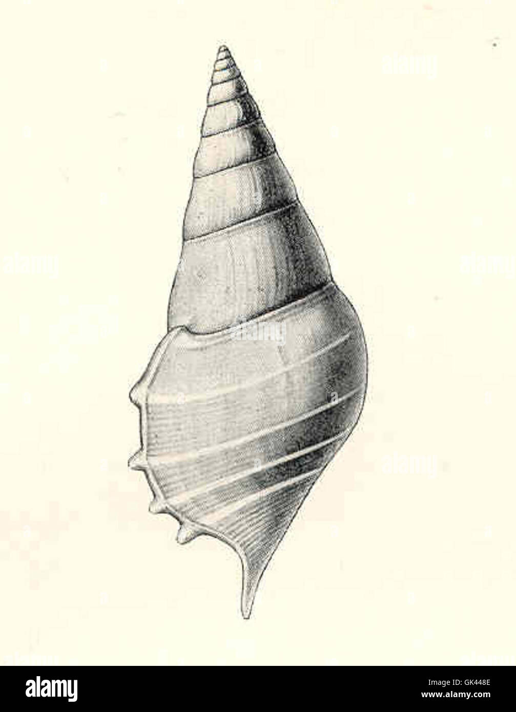 Various adaptations of mollusks hi-res stock photography and images - Alamy