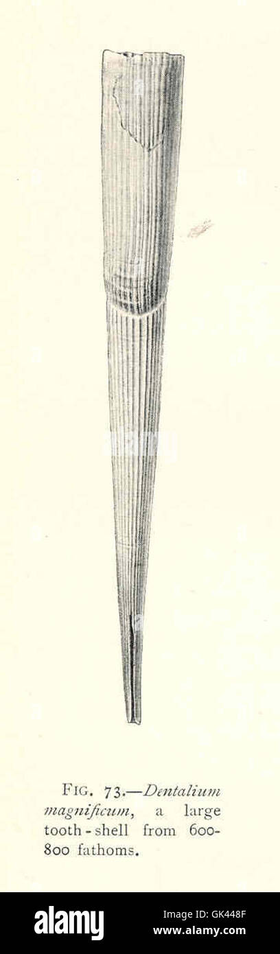 Indian deep sea mollusks hi-res stock photography and images - Alamy