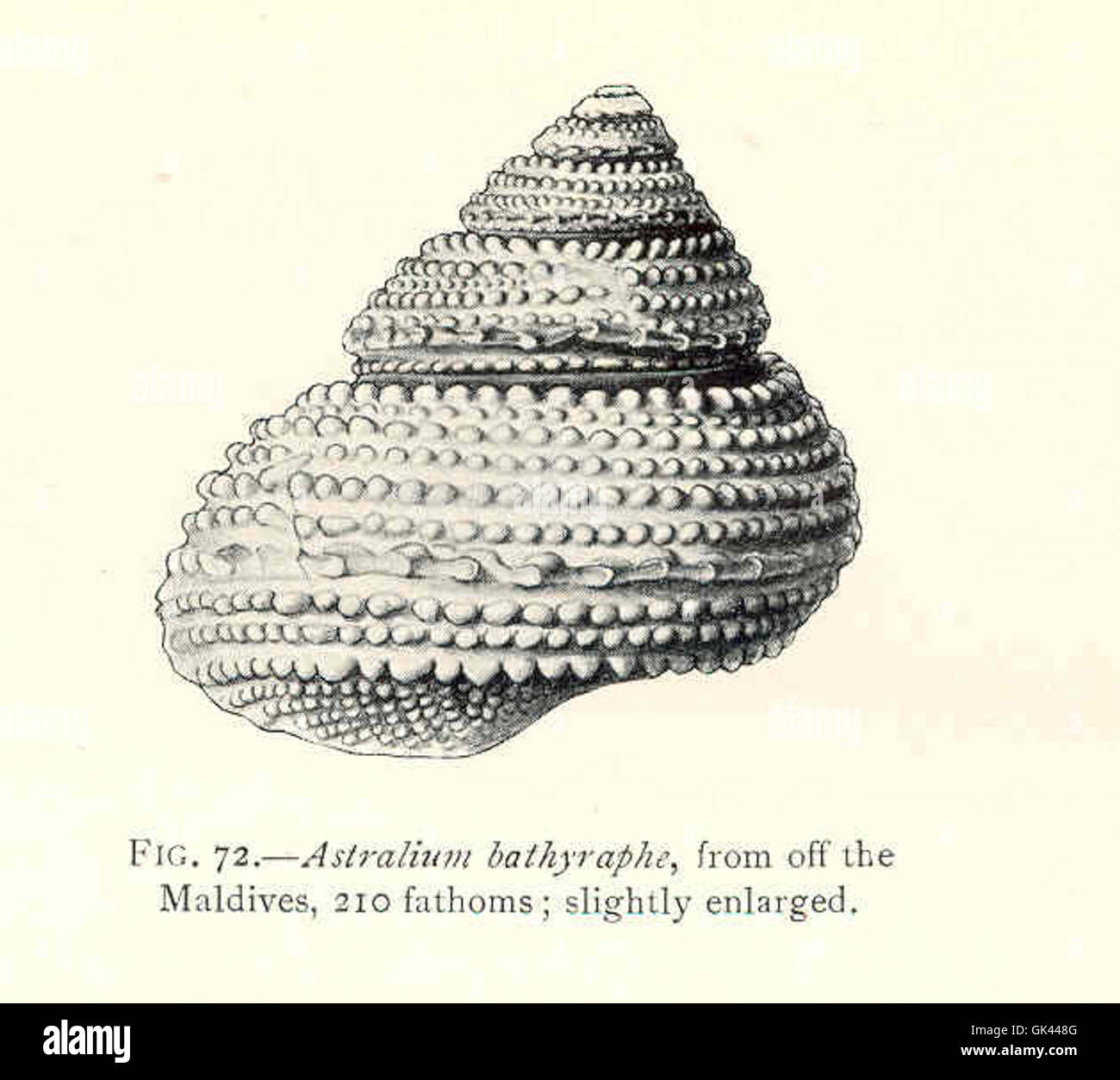 Indian deep sea mollusks hi-res stock photography and images - Alamy