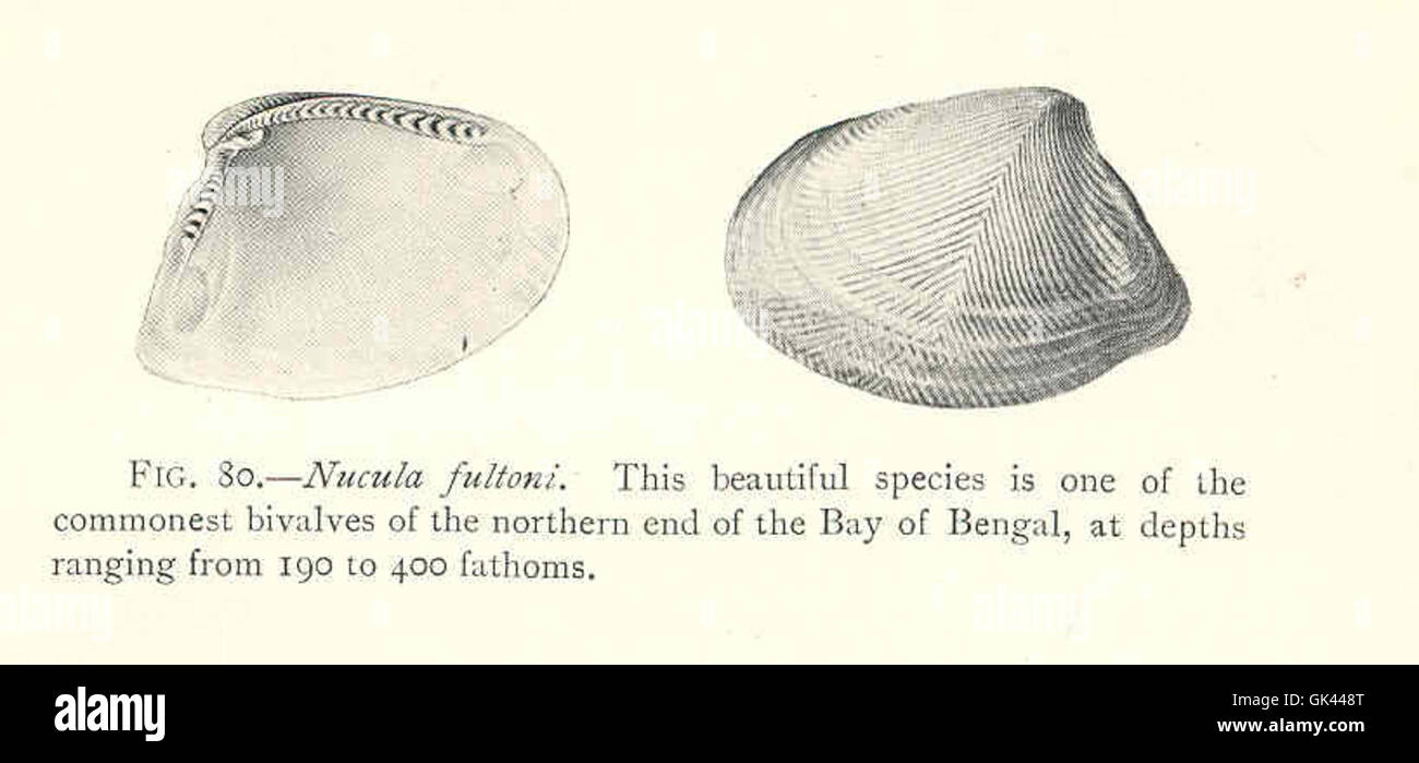 45494 Indian Deep-Sea Bivalves Stock Photo - Alamy