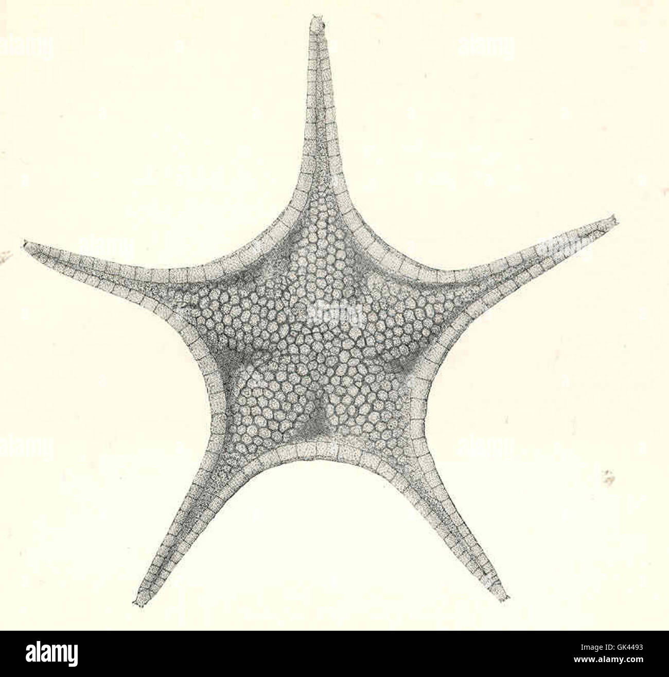 Indian deep-sea starfishes are marine echinoderms found at significant ...