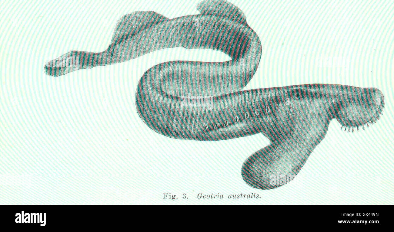 Geotria australis hi-res stock photography and images - Alamy