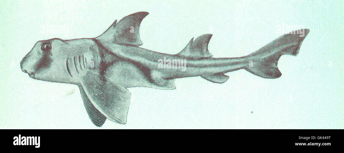 45518 Heterodontus philippi Stock Photo - Alamy