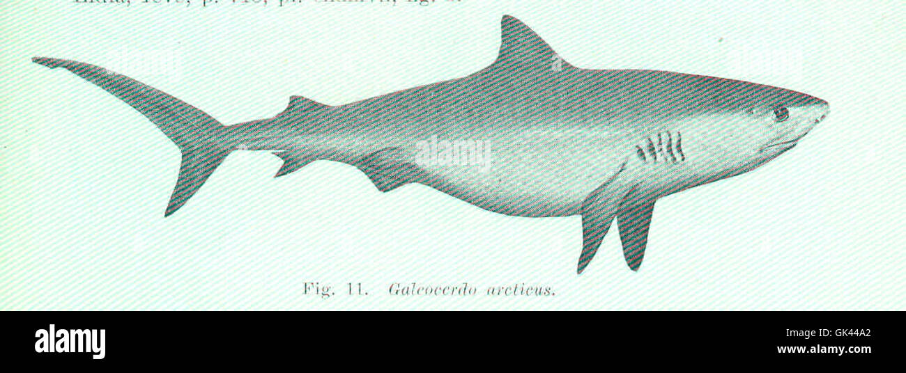 45524 Galeocerdo arcticus Stock Photo - Alamy