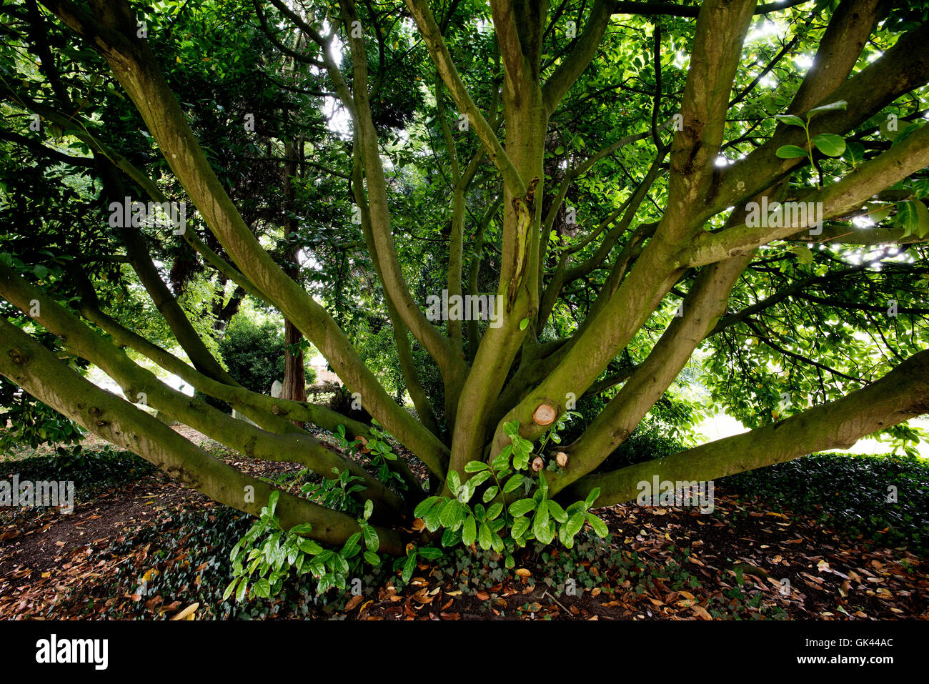 Laurel tree uk hi-res stock photography and images - Alamy