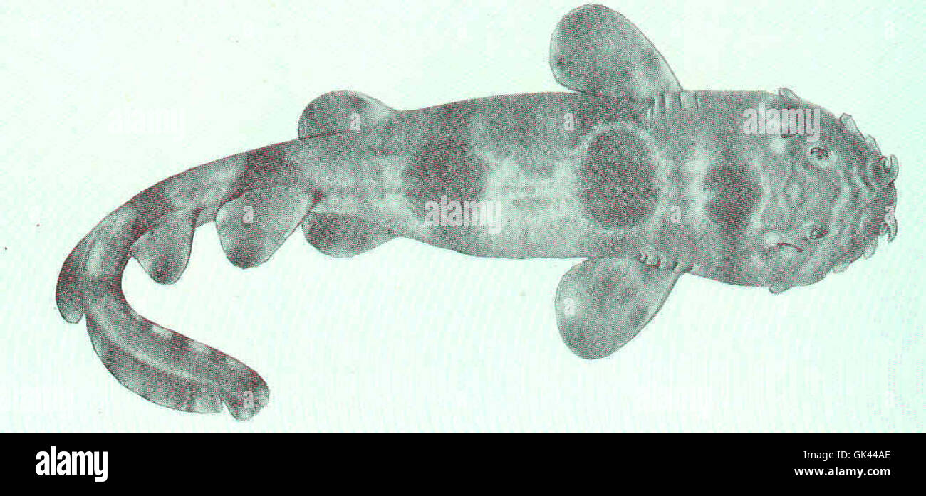 Carpetshark hi-res stock photography and images - Alamy