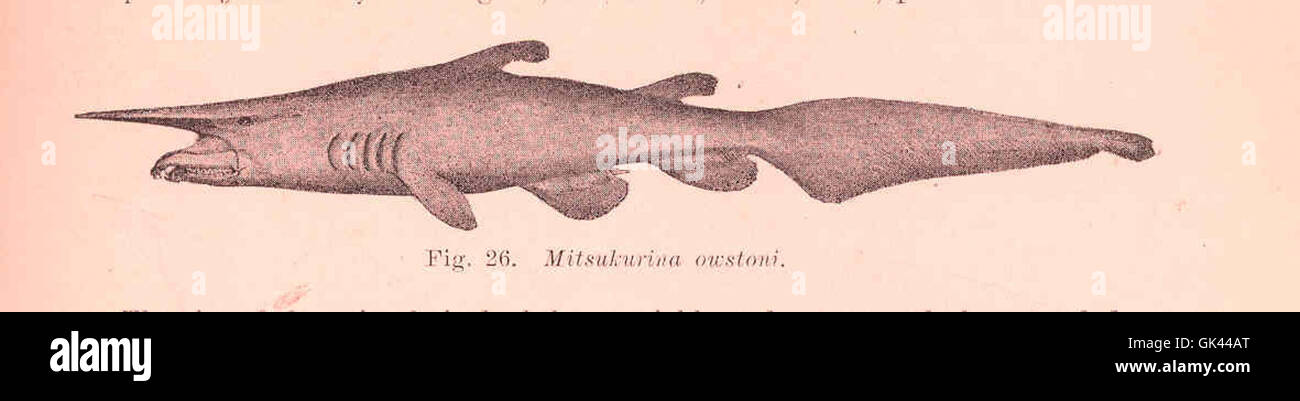 Goblin shark in sea hi-res stock photography and images - Alamy