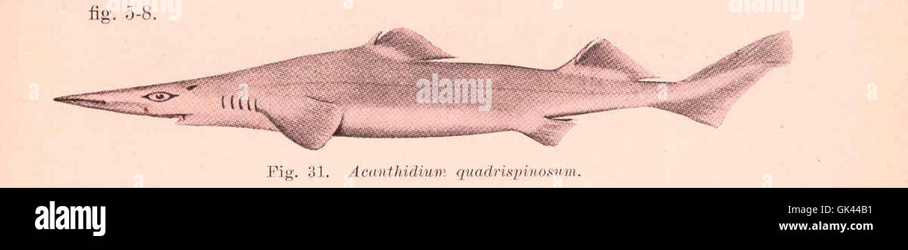 *Acanthidium quadrispinosum* is a species of marine diatom ...