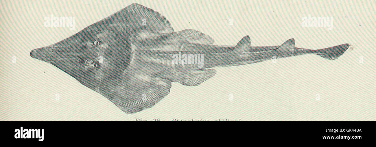 Philippis hi-res stock photography and images - Alamy