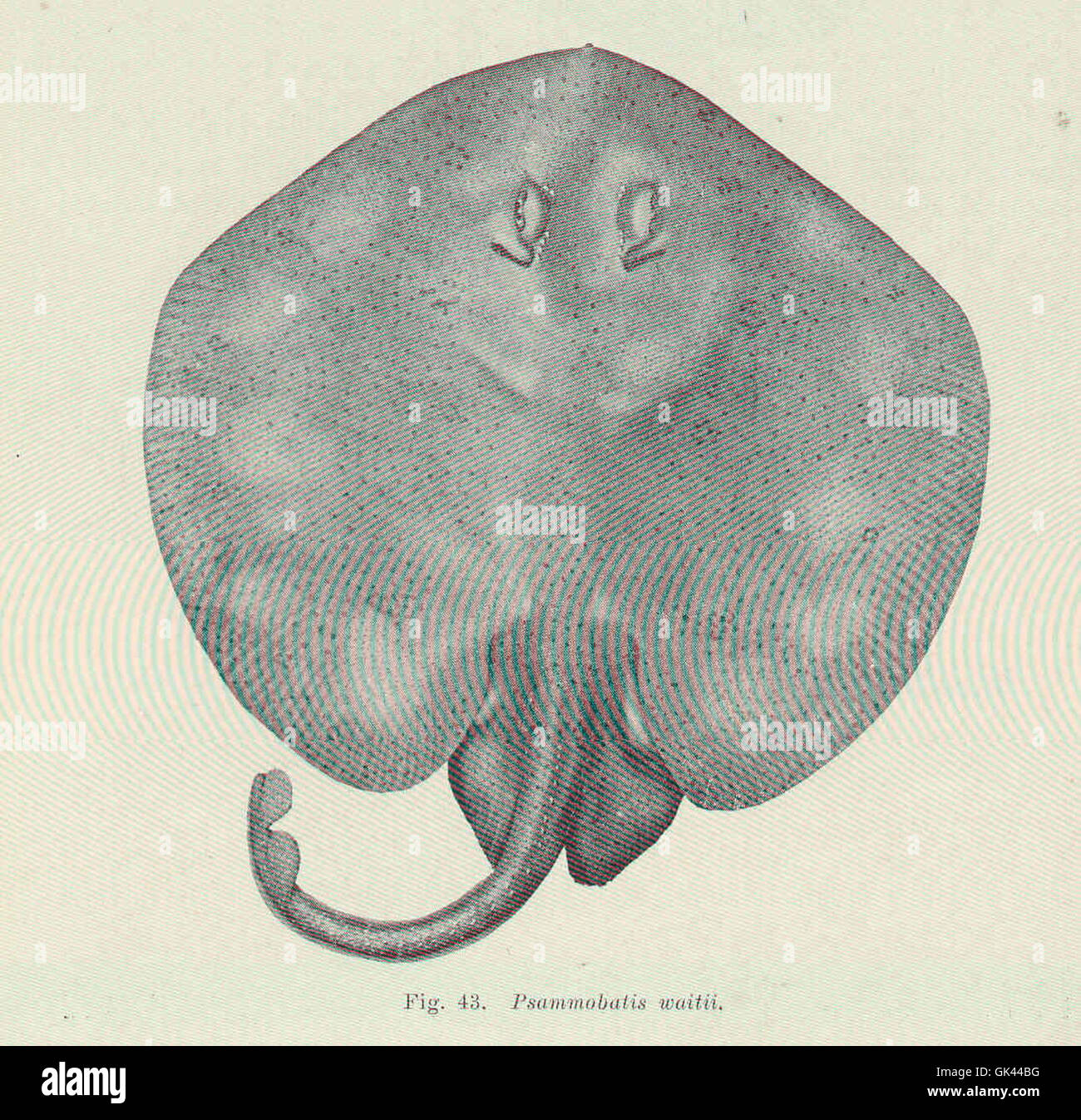45555 Psammobatis waitii Stock Photo - Alamy