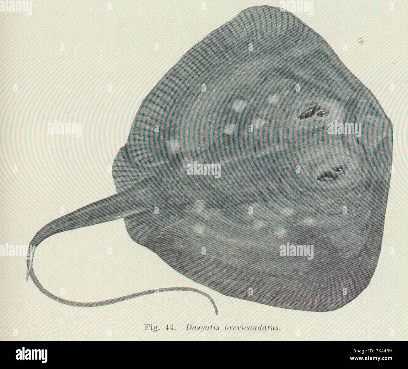 Dasyatis brevicaudatus hi-res stock photography and images - Alamy