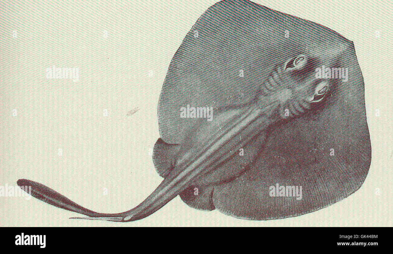 45558 Urolophus testaceus Stock Photo - Alamy