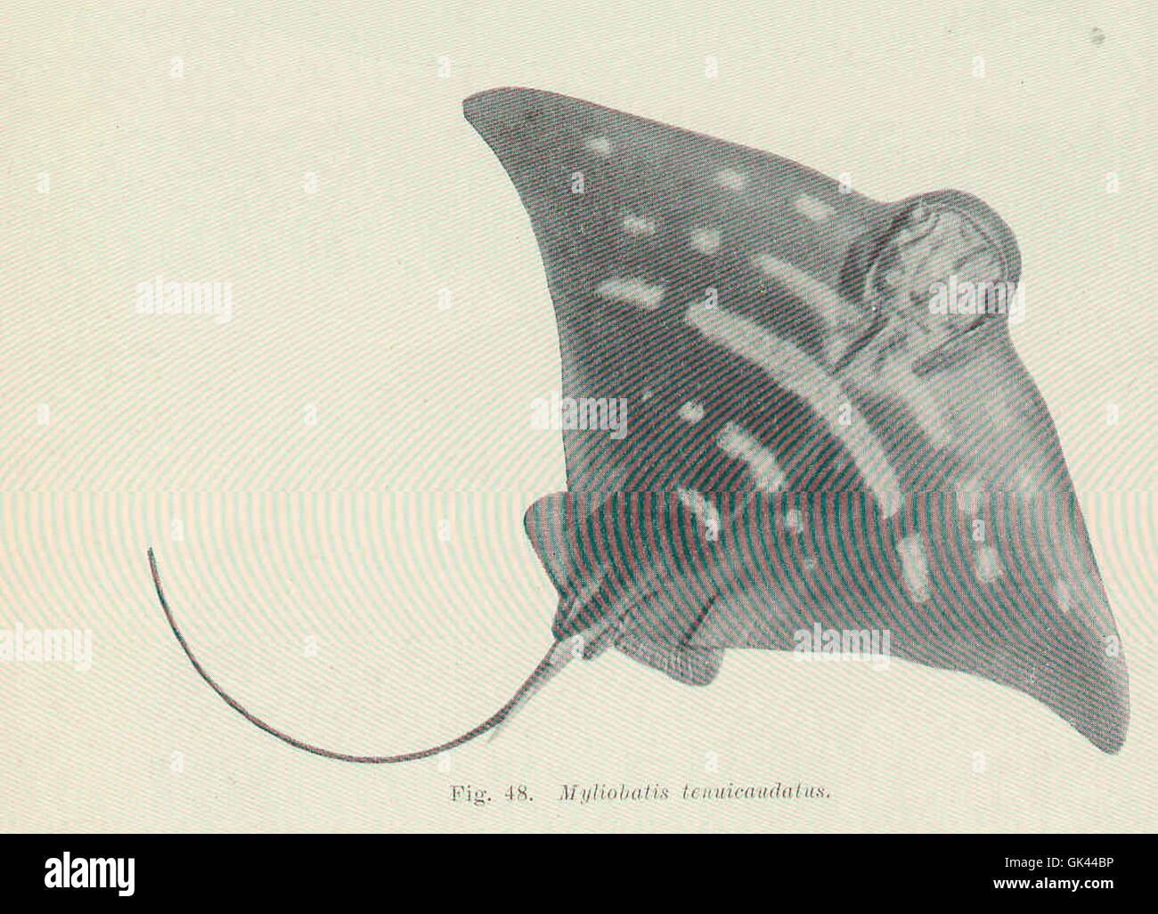 Long tailed stingray hi-res stock photography and images - Alamy