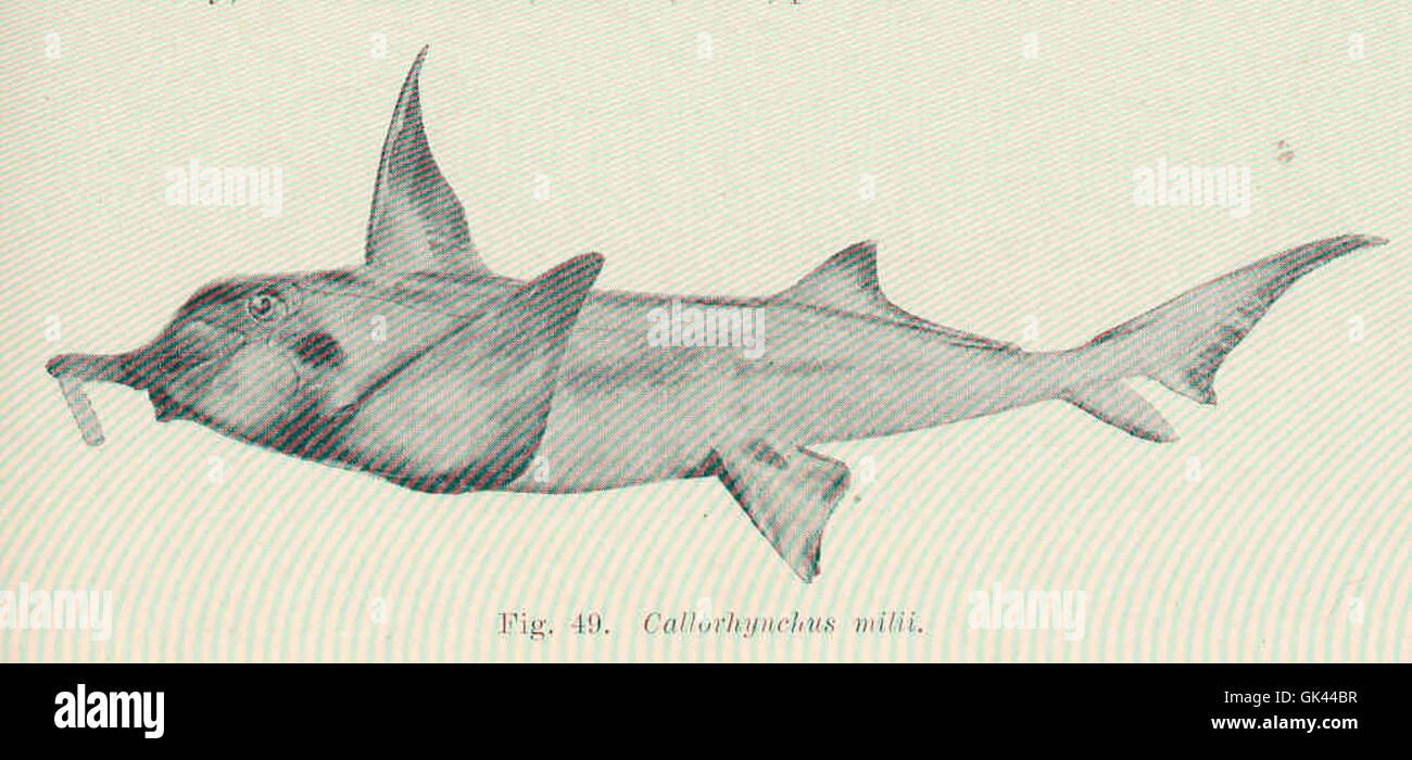 45561 Callorhynchus milii Stock Photo - Alamy