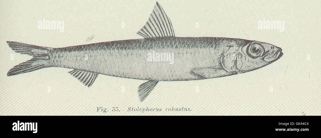 Stolephorus hi-res stock photography and images - Alamy