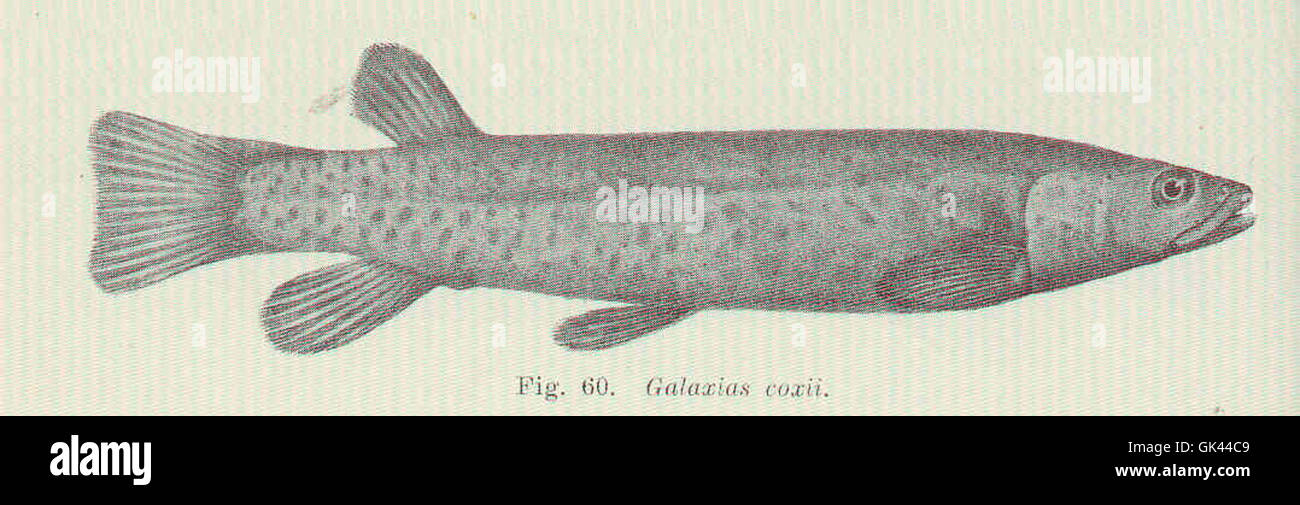 Galaxias coxii is a species of freshwater fish native to New Zealand ...