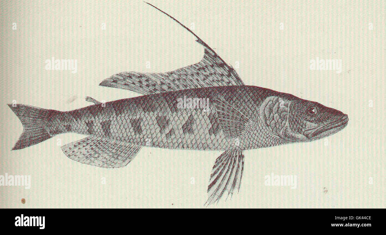 Aulopus hi-res stock photography and images - Alamy