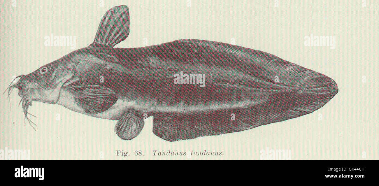 Murray cod, australia hi-res stock photography and images - Alamy