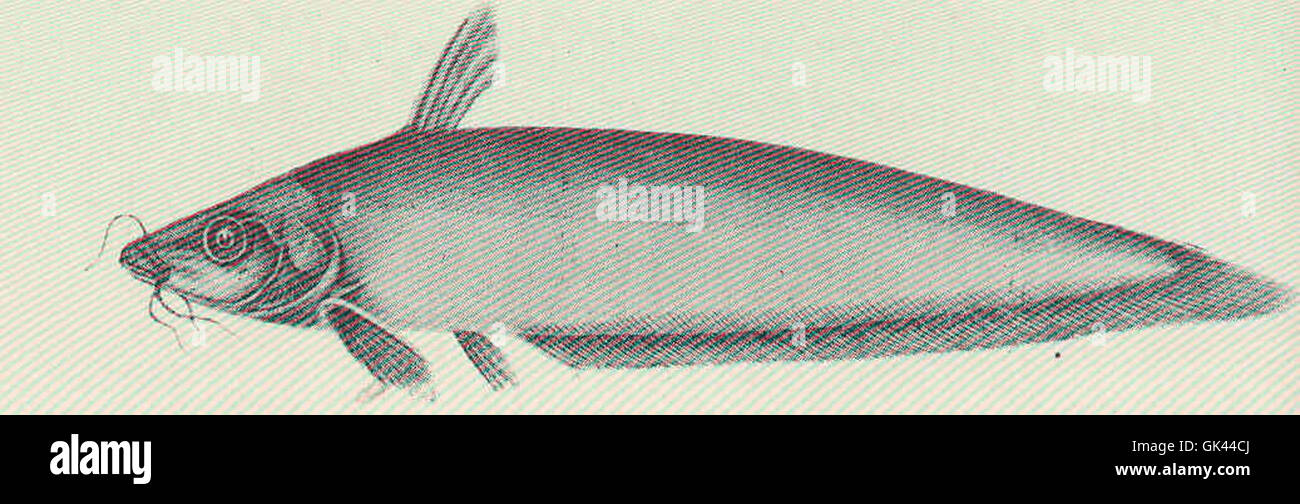 45580 Neosilurus hyrtlii Stock Photo - Alamy