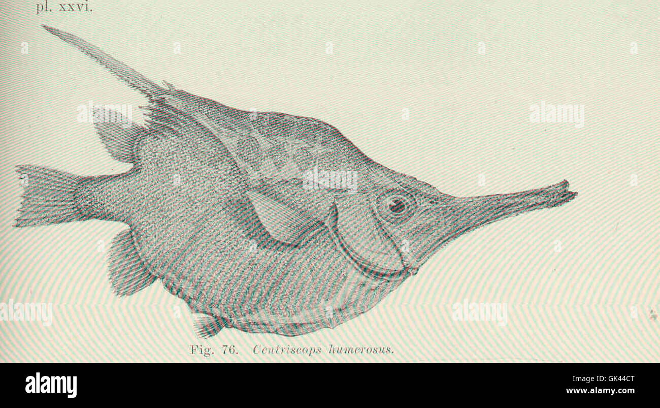 Centriscops humerosus, a species of fish known for its unique body ...