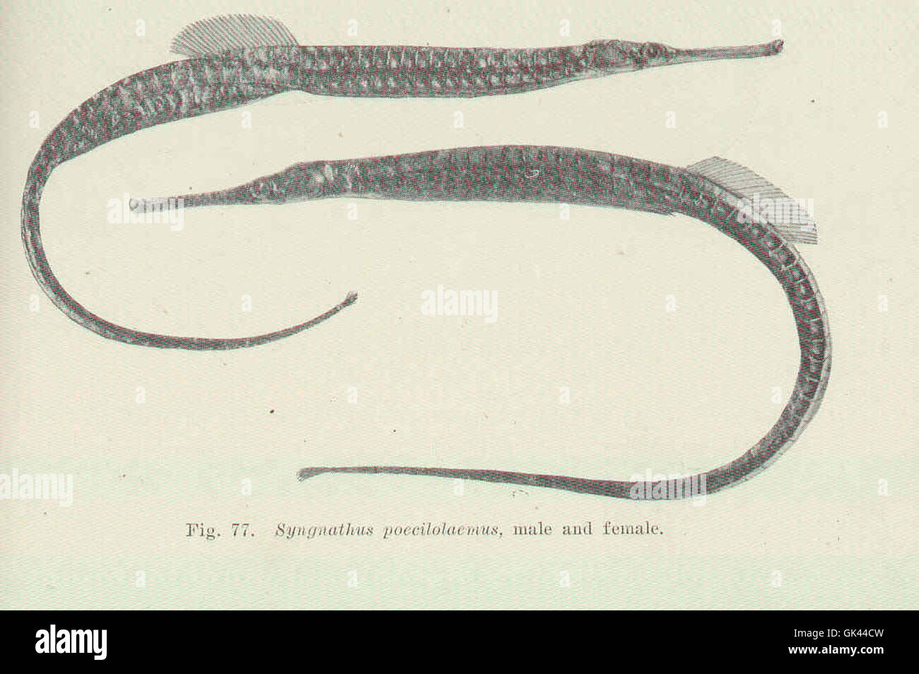 Syngnathus poecilolaemus, commonly known as the Gulf Pipefish, is a ...