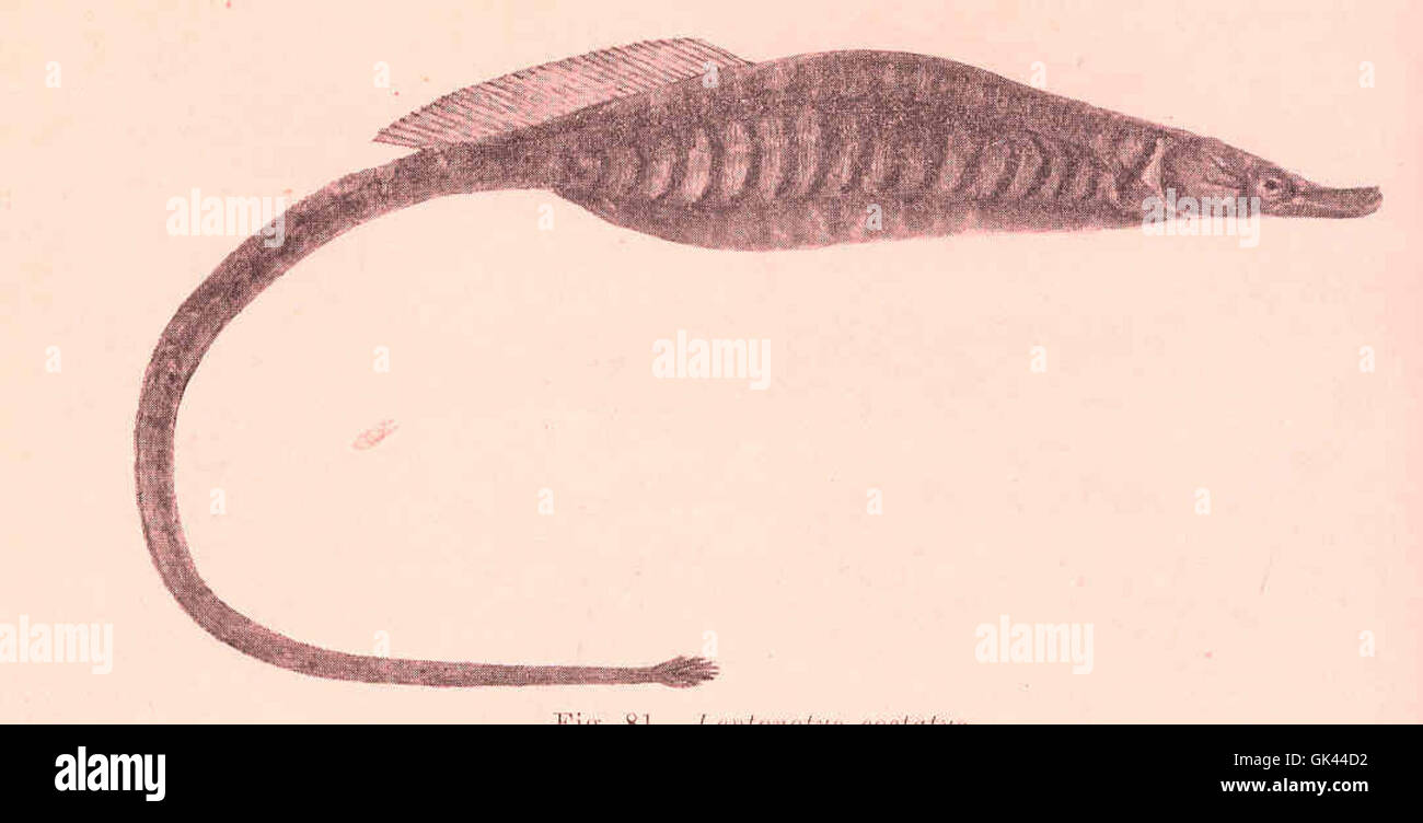 45591 Leptonotus costatus Stock Photo - Alamy