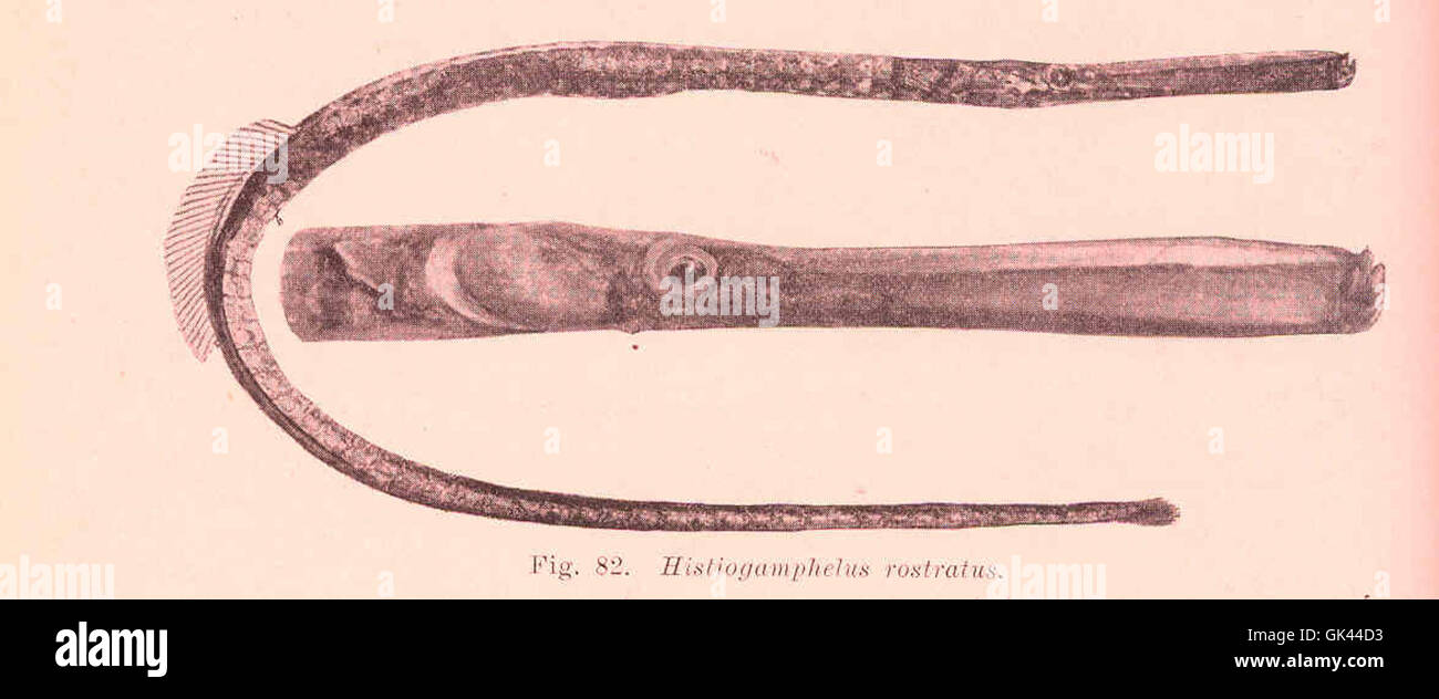 Histiogamphelus rostratus, a species of deep-sea fish, is recognized ...