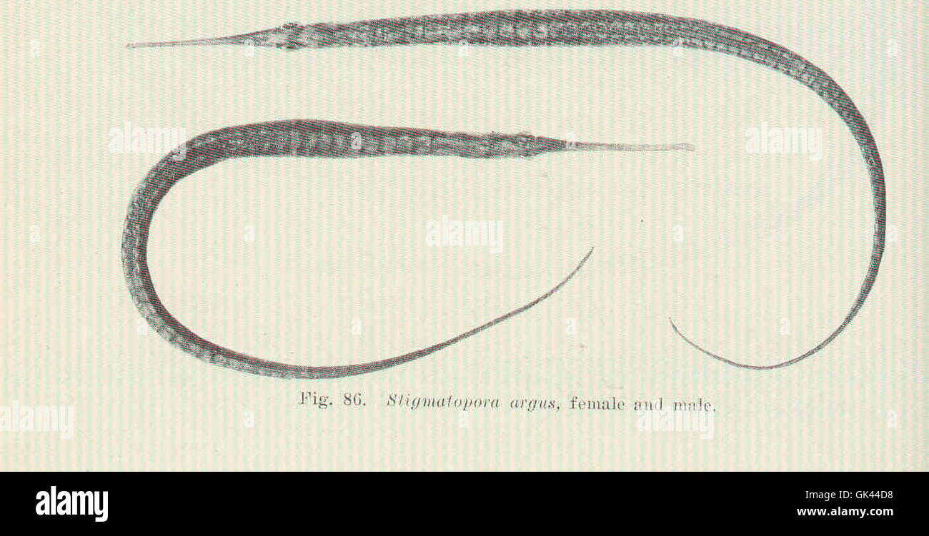 45596 Stigmatopora argus Stock Photo - Alamy