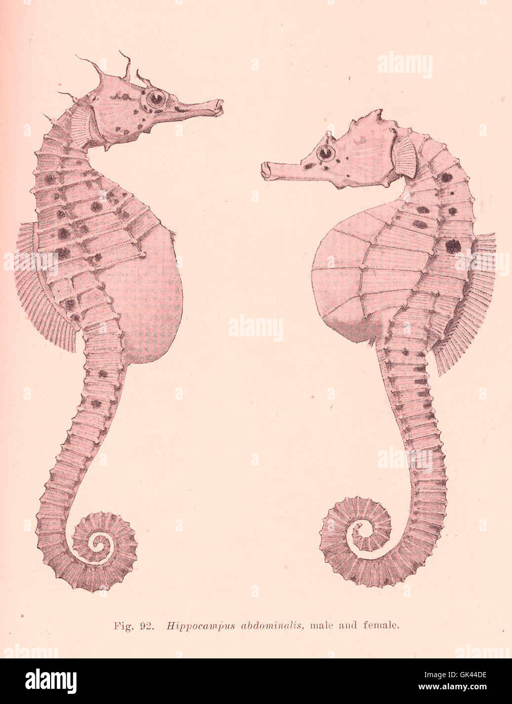 Seahorse anatomy hi-res stock photography and images - Alamy