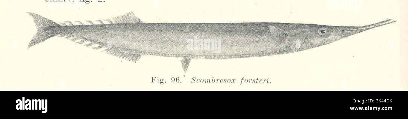 45606 Scombresox fosteri Stock Photo - Alamy