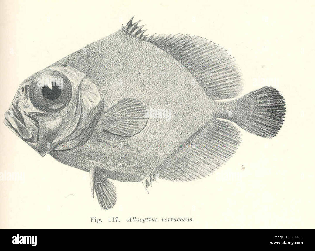 Allocyttus verrucosus hi-res stock photography and images - Alamy