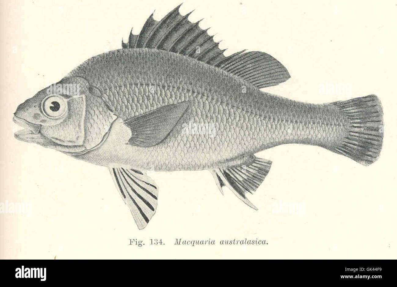 Freshwater fish of australia hi-res stock photography and images - Alamy