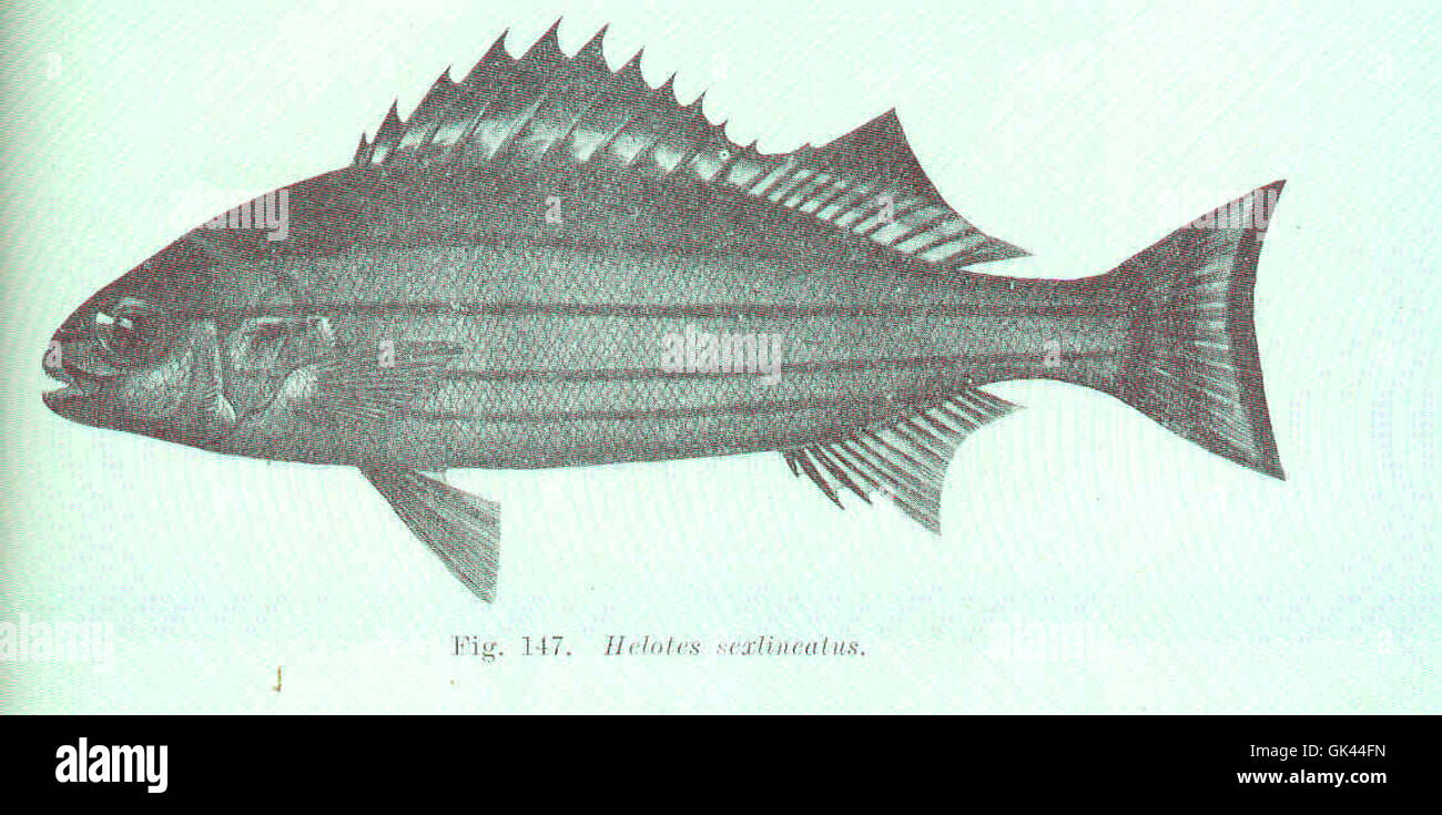 Helotes hi-res stock photography and images - Alamy