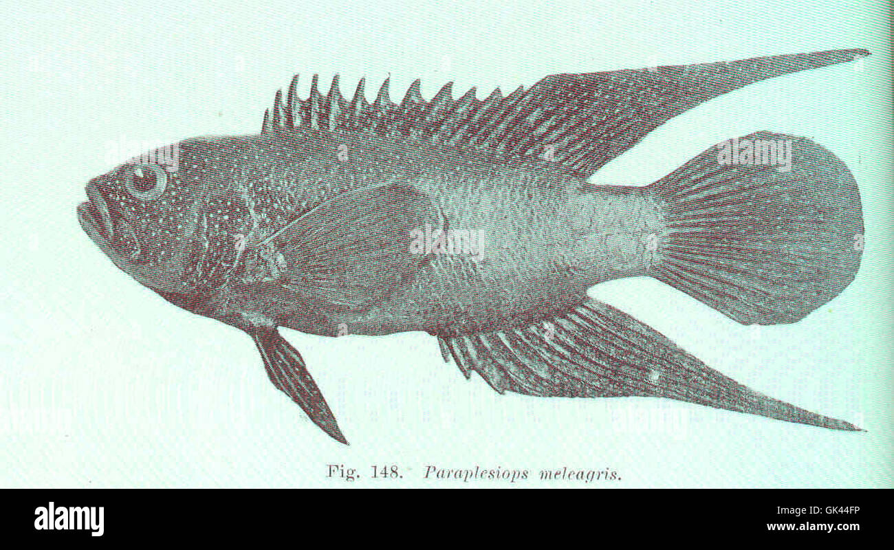 Paraplesiops meleagris, also known as the spotted flathead, is a ...