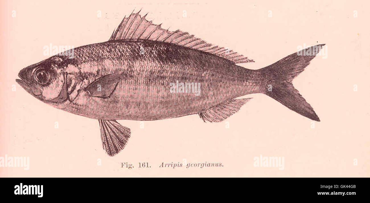 Arripis hi-res stock photography and images - Alamy