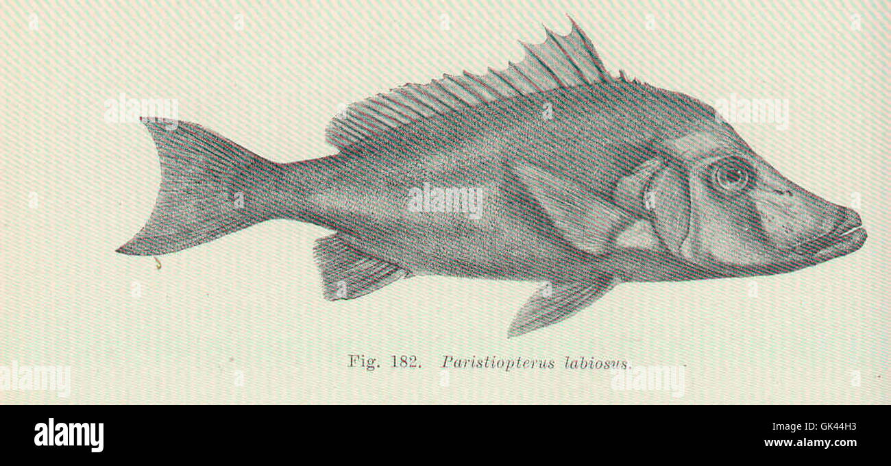 Labiosus hi-res stock photography and images - Alamy