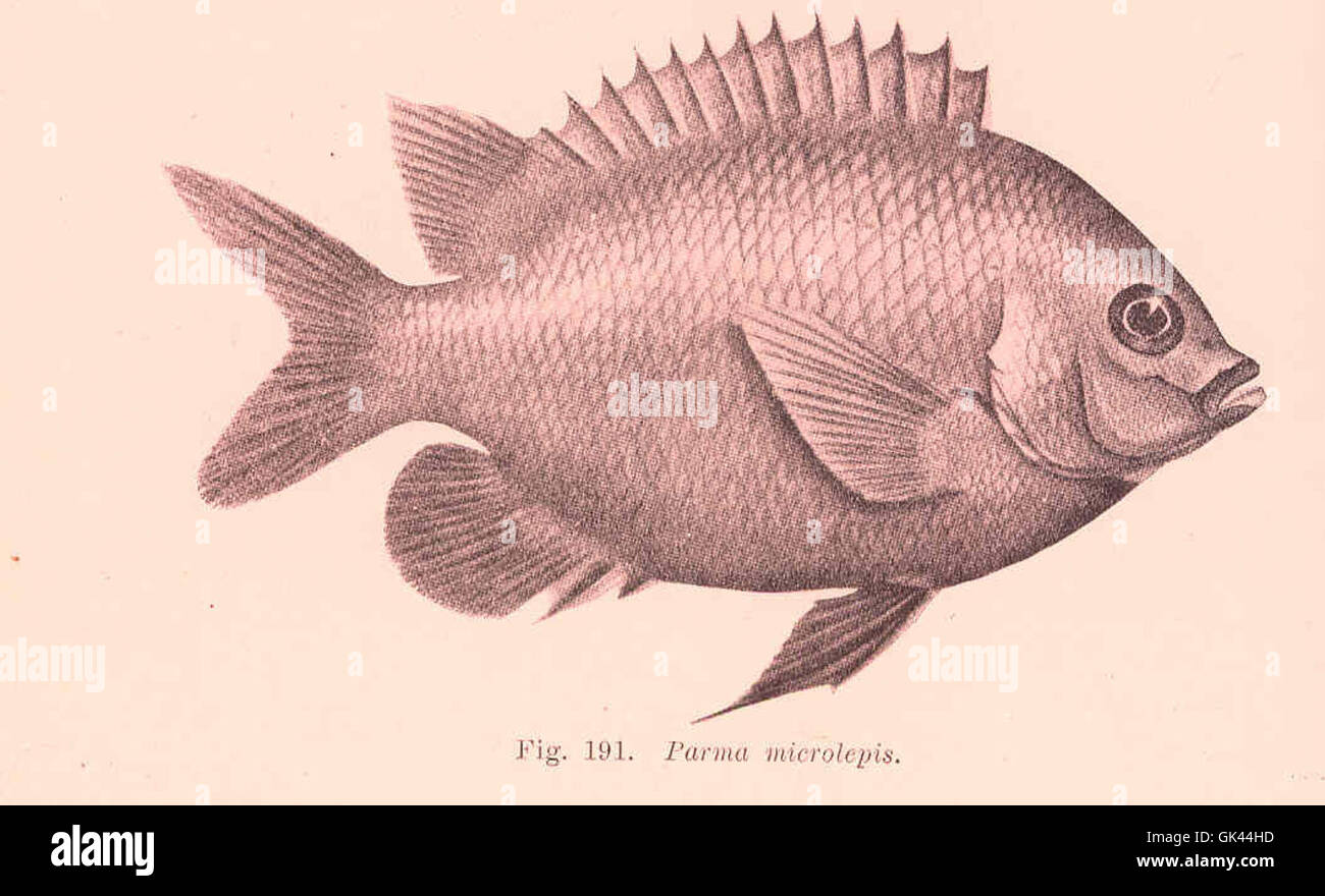 Parma microlepis, a species of wrasse, is depicted in this image. Known ...