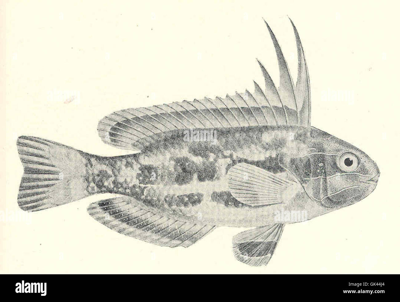 45708 Heteroscarus filamentosus (male Stock Photo - Alamy