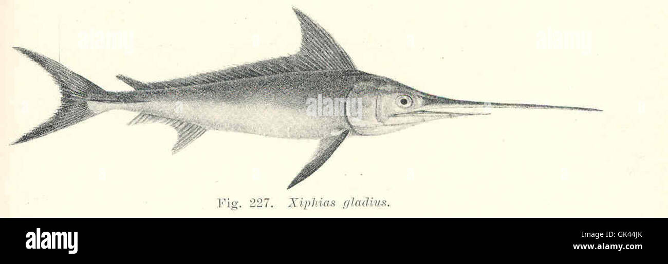 *Xiphias gladius*, the scientific name for the swordfish, is a large ...