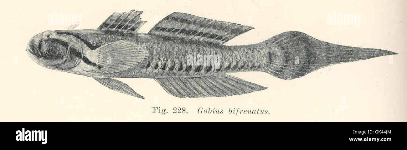 45723 Gobius bifrenatus Stock Photo - Alamy