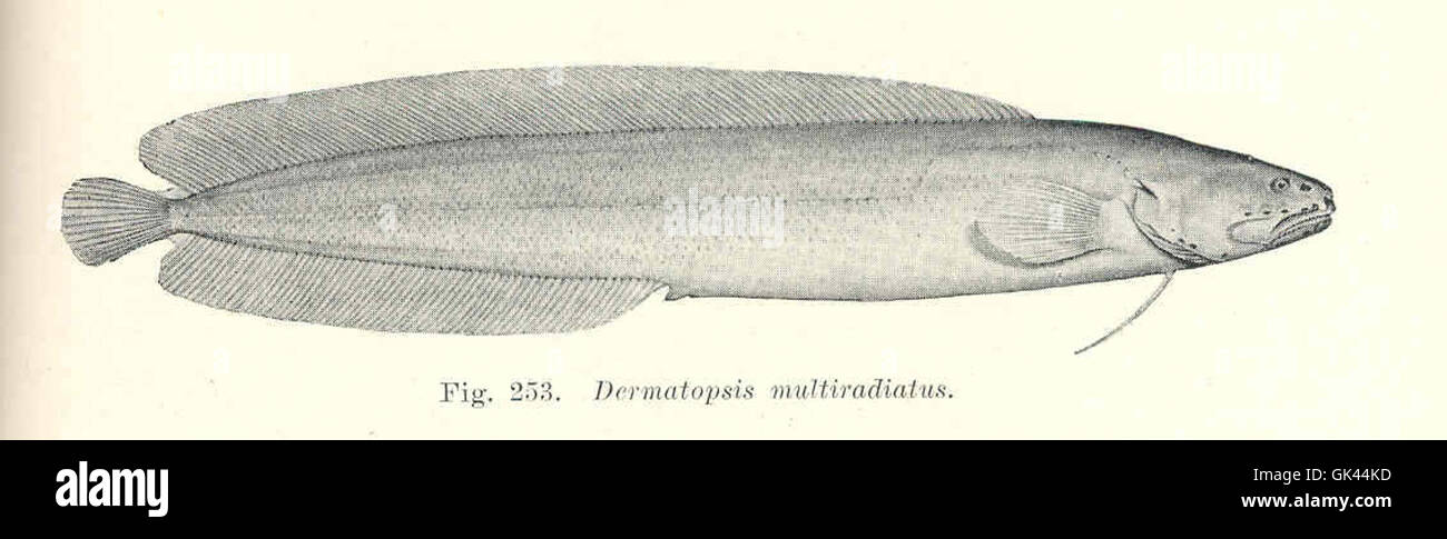45740 Dermatopsis multiradiatus Stock Photo - Alamy
