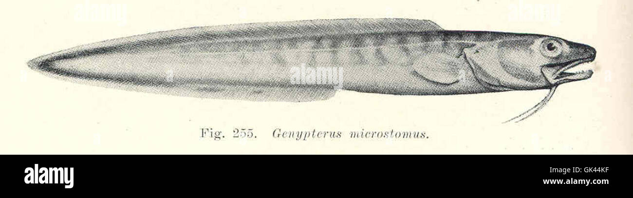 Microstomus hi-res stock photography and images - Alamy