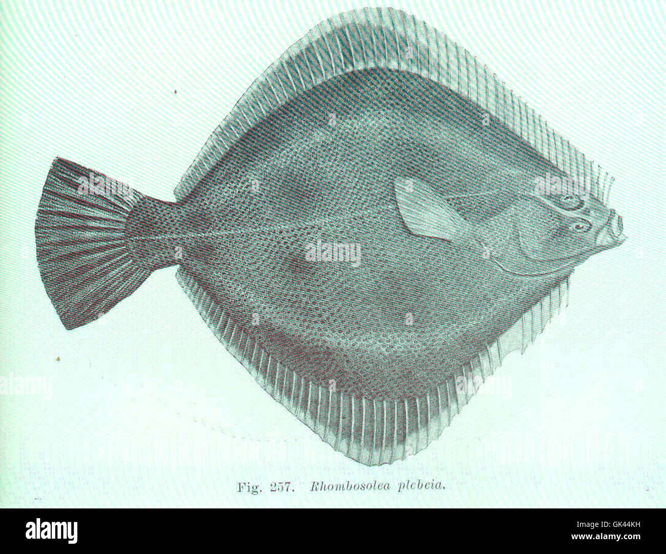 Rhombosolea hi-res stock photography and images - Alamy