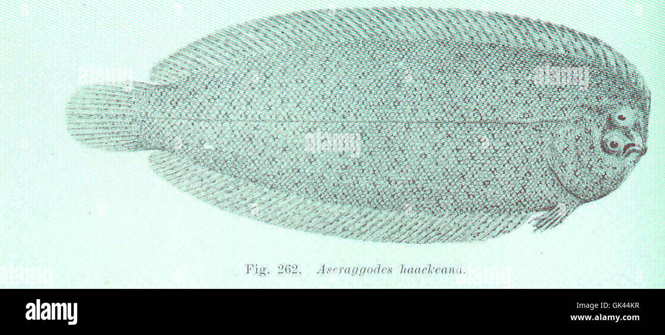 45748 Aseraggodes haackeana Stock Photo - Alamy