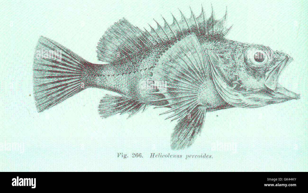 Helicolenus percoides hi-res stock photography and images - Alamy